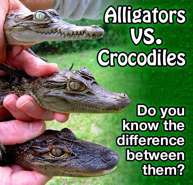What's the difference between an alligator and a crocodile joke? - All difference