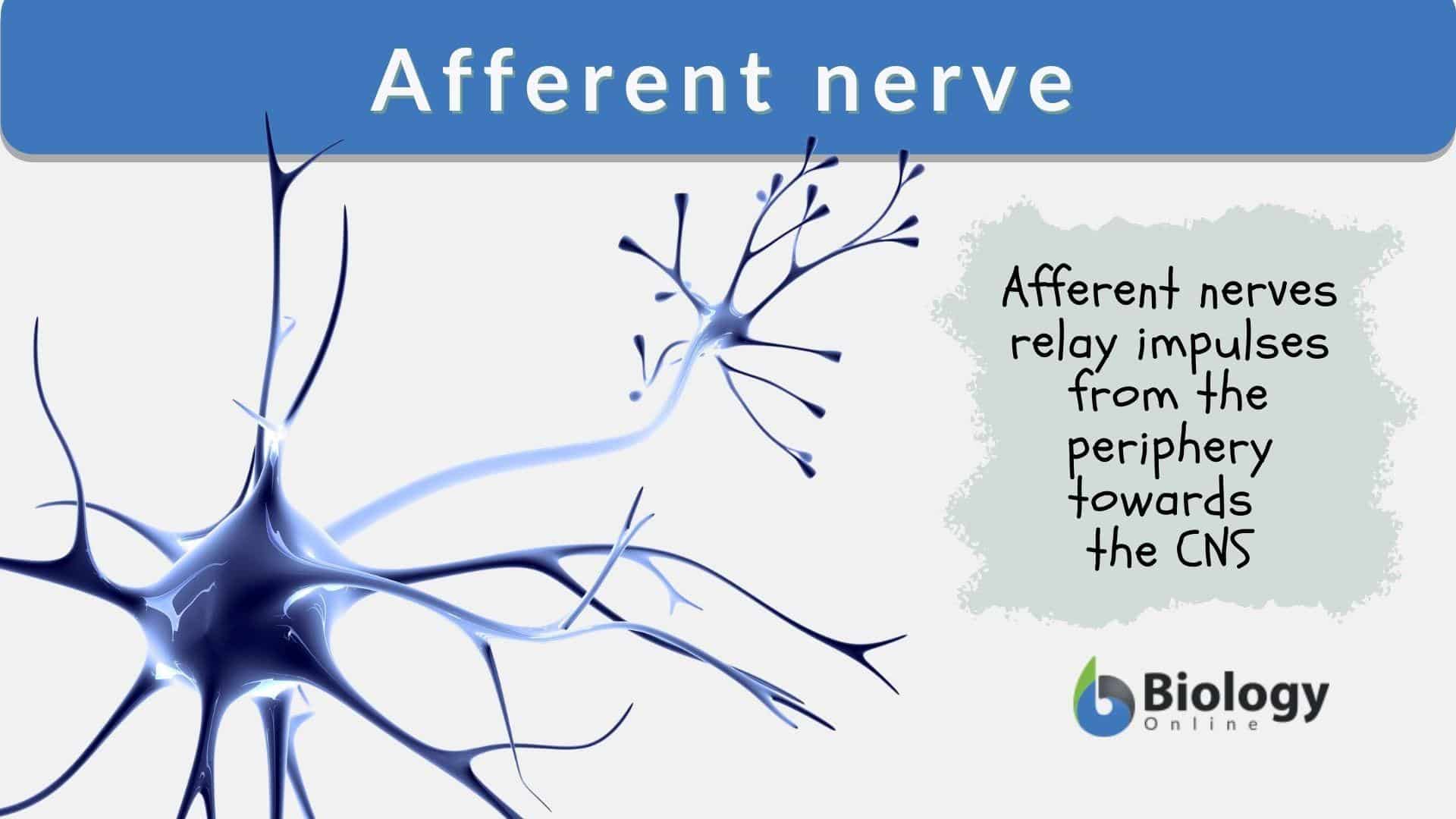 What Is The Difference Between Afferent And Efferent Neurons All Difference