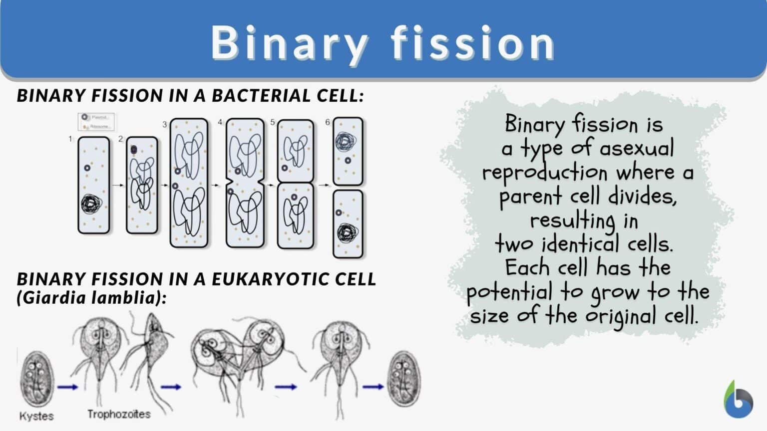 What is the main difference between binary fission and mitosis? - All difference